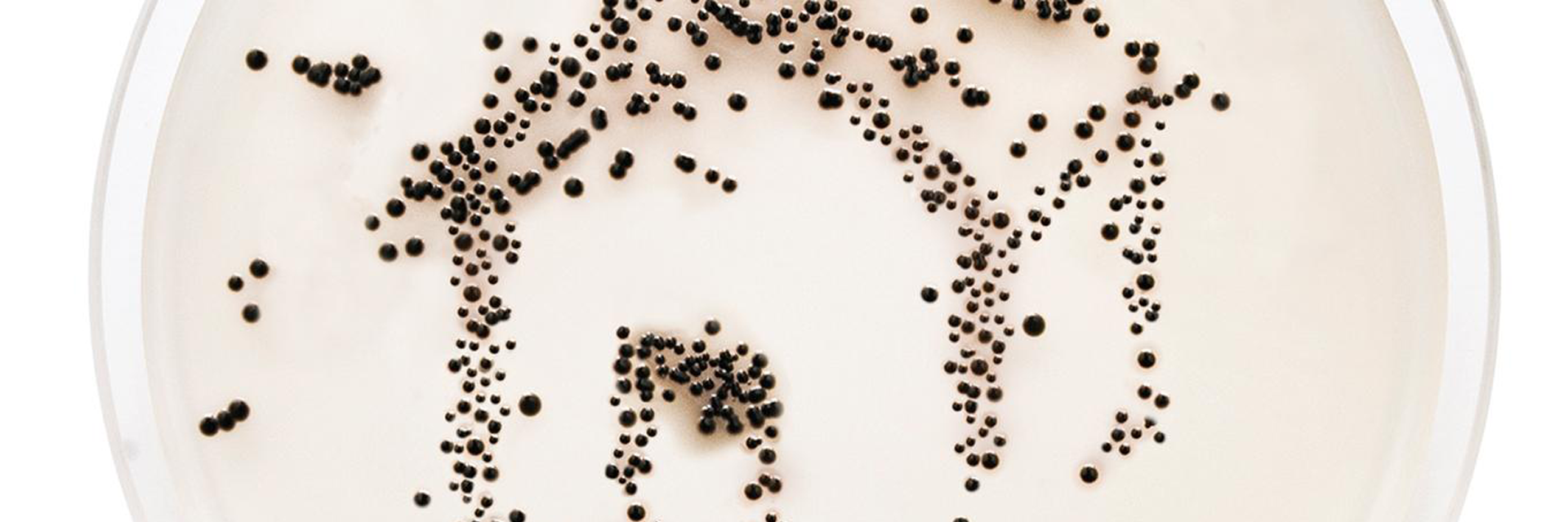 How Bugs Are Built | Harvard Medicine Magazine