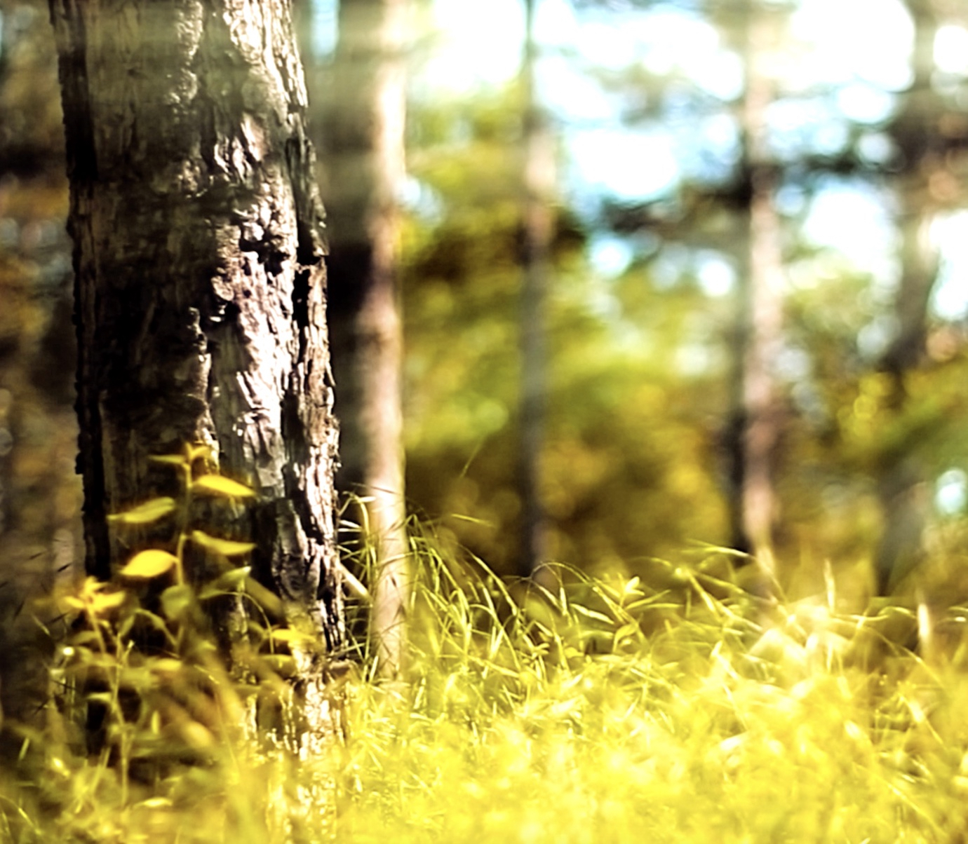 Harvard Medicine Magazine | Harvard Medicine Magazine