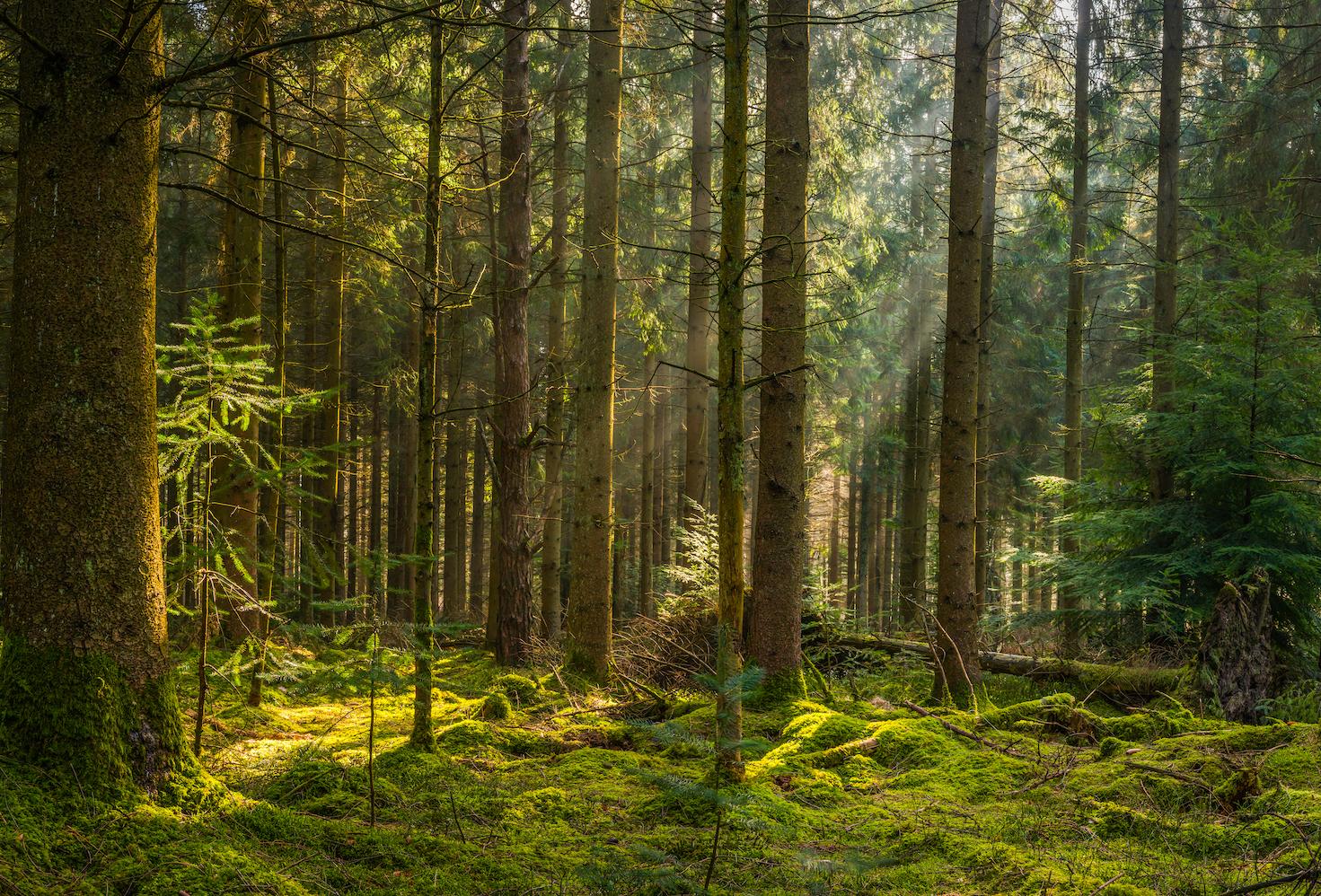A Walk in the Woods May Boost Mental Health | Harvard Medicine Magazine