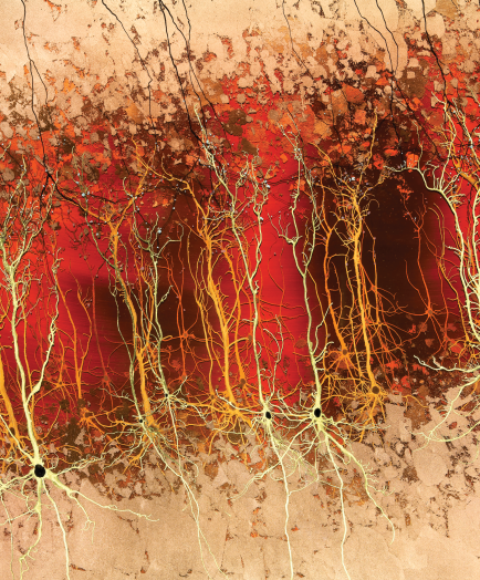 Designing Brain-Computer Interfaces That Connect Neurons to the Digital ...
