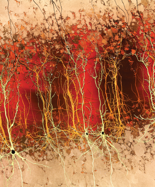 Designing Brain-Computer Interfaces That Connect Neurons to the Digital ...