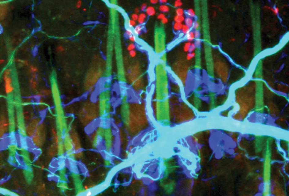 The Beauty of Touch | Harvard Medicine Magazine