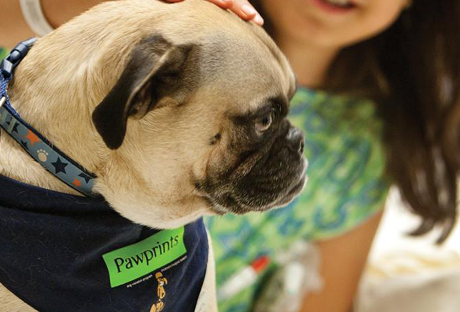 Dog Tales | Harvard Medicine Magazine
