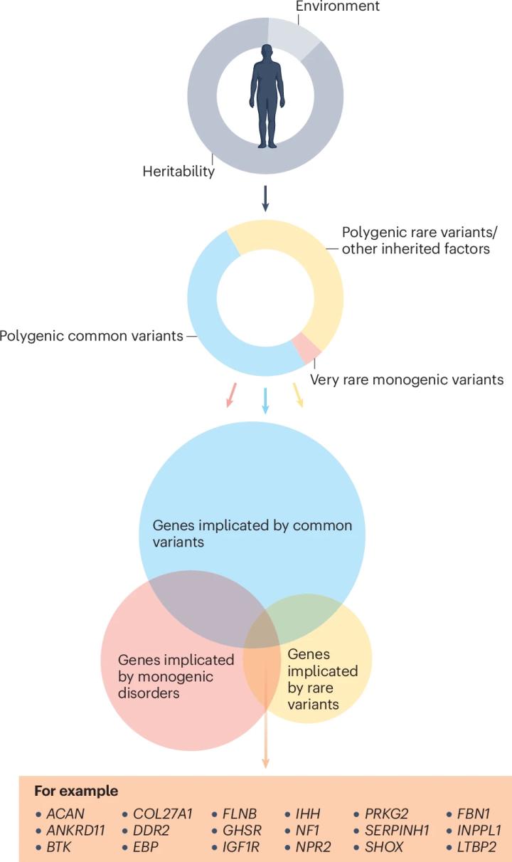 The Genetics of Height | Harvard Medicine Magazine